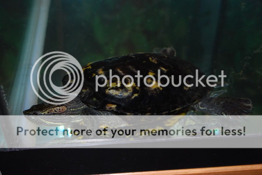 Redearslider.com :: View topic - Turtle shell losing color? (turning ...