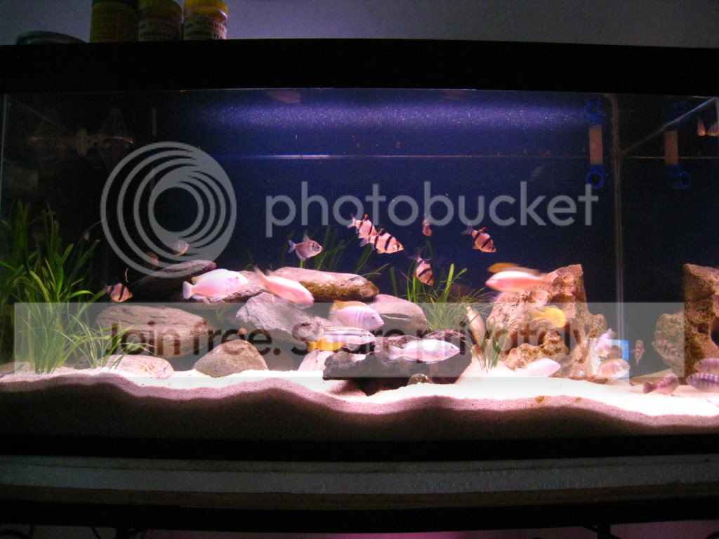 My very first cichlid tank | Cichlid Fish Forum
