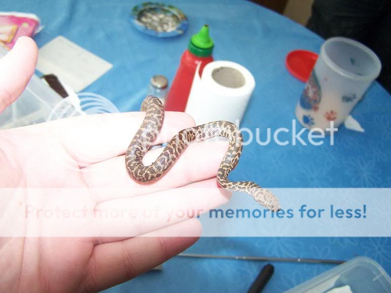 few of my snakes | Aussie Pythons & Snakes Forum