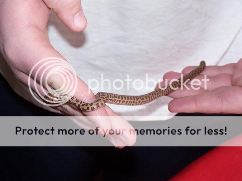 few of my snakes | Aussie Pythons & Snakes Forum